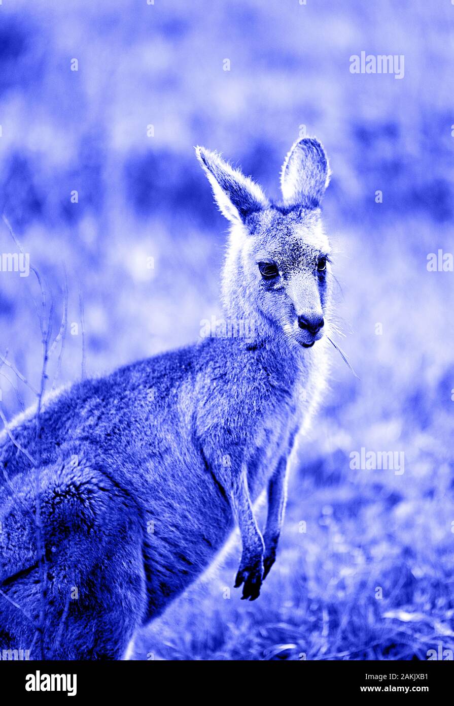 lovely kangaroo in blue , hall´s gap Stock Photo - Alamy