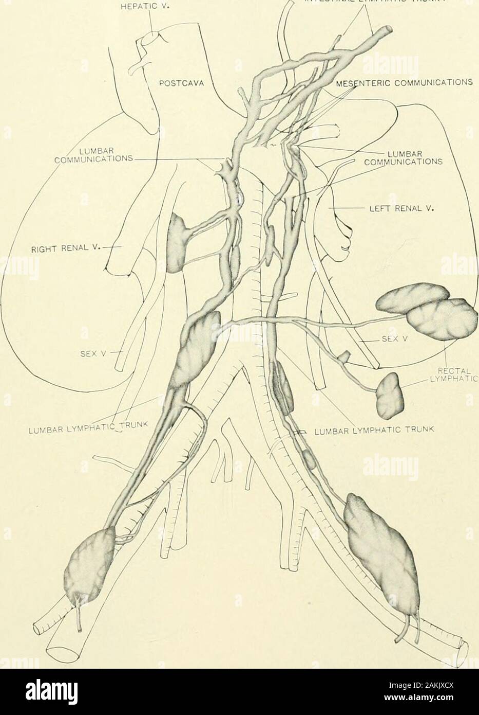The American journal of anatomy . INTESTINAL LYMPHATIC TRUNKS ...