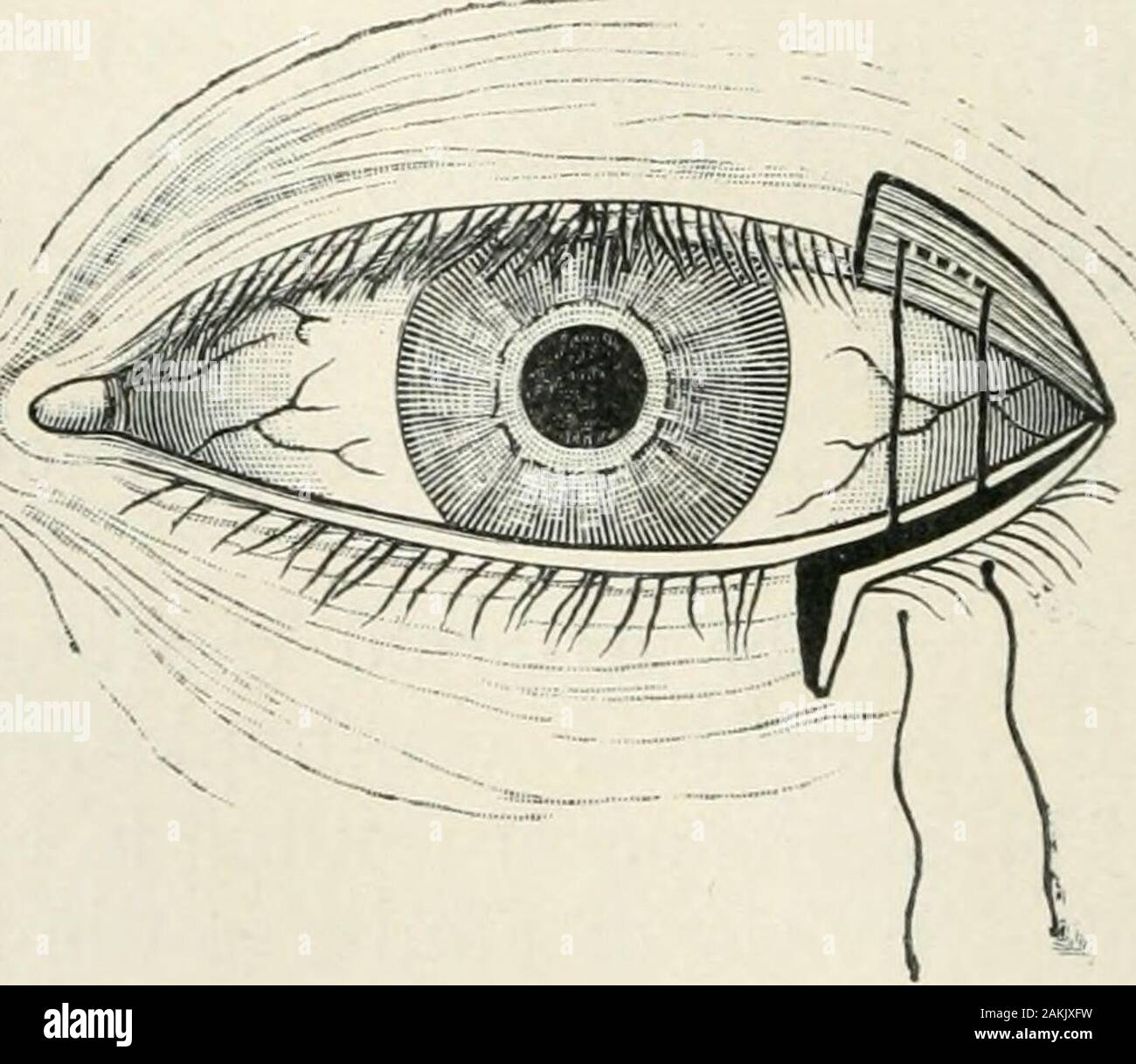 Von grafe hi-res stock photography and images - Alamy