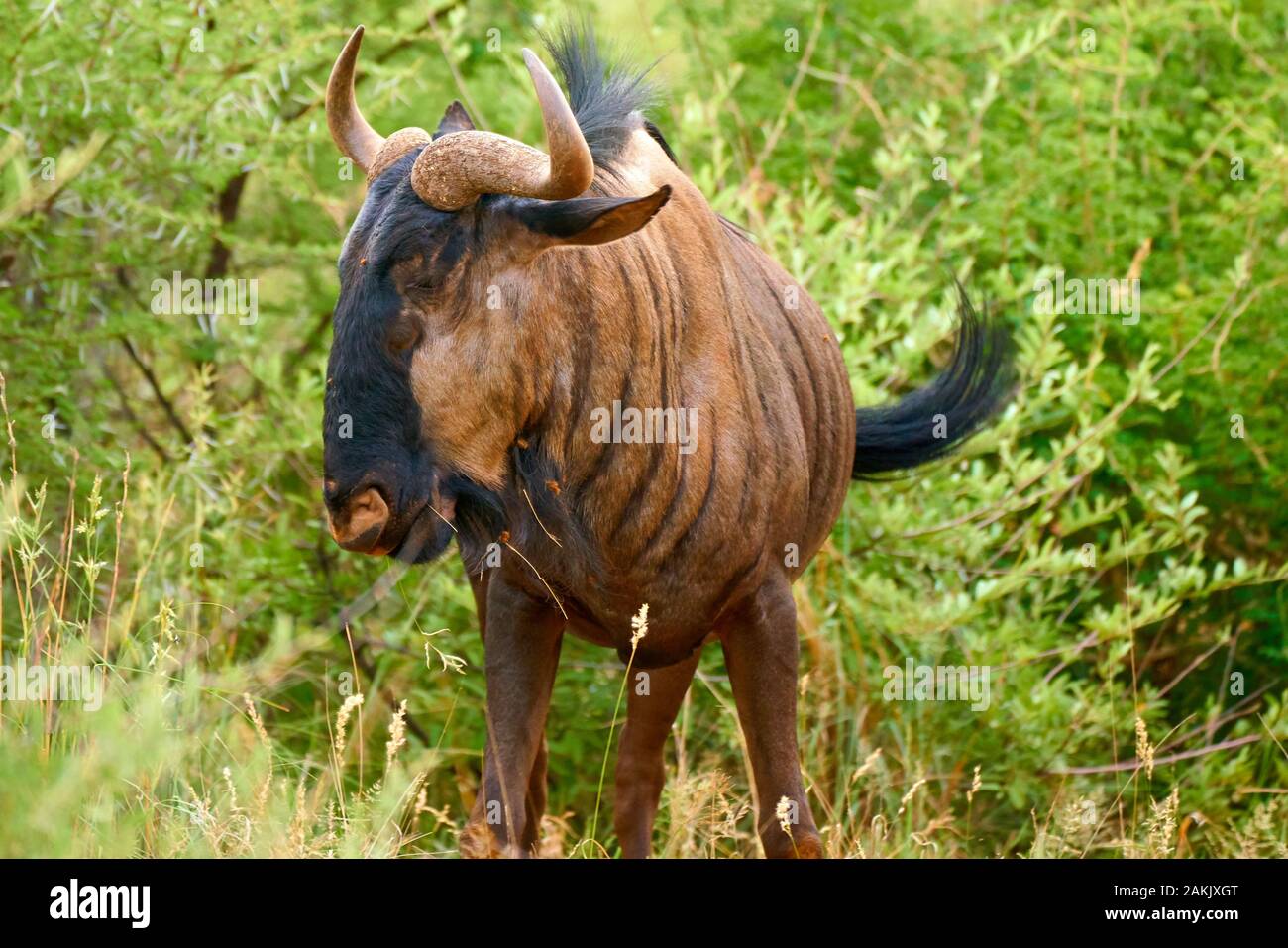 Wildlife in South africa Stock Photo - Alamy