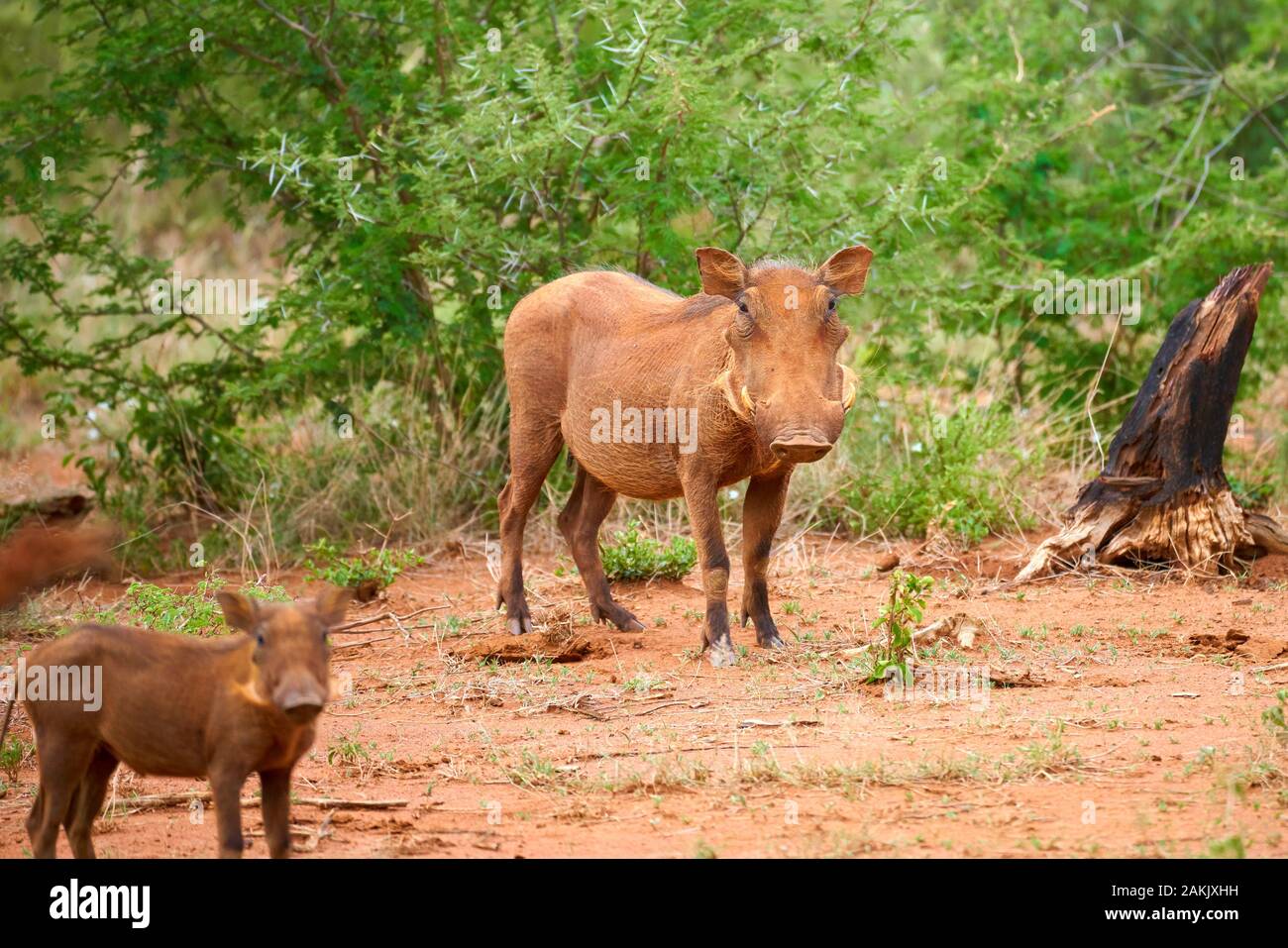 Wildlife in South africa Stock Photo - Alamy