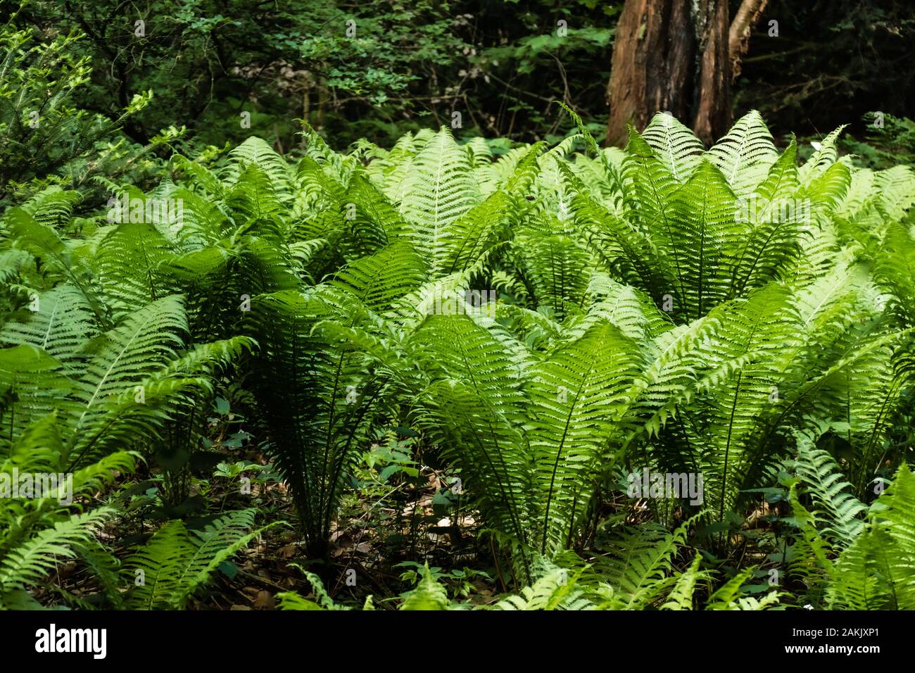 Group of large fern bushes with green meghaphyll leaves, photographed ...