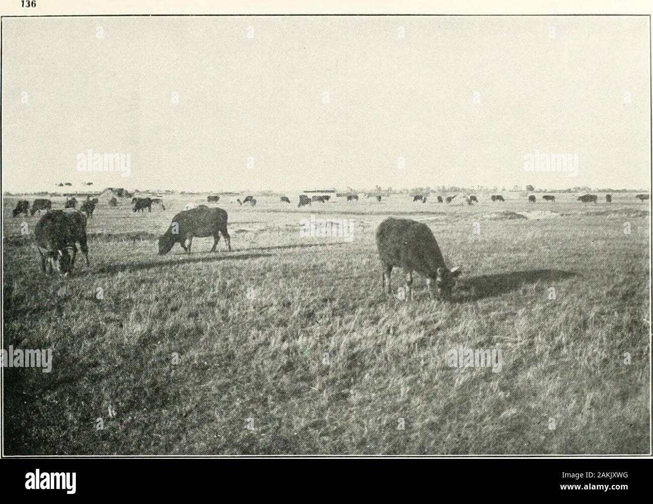 Large scale cattle farming hi-res stock photography and images - Alamy