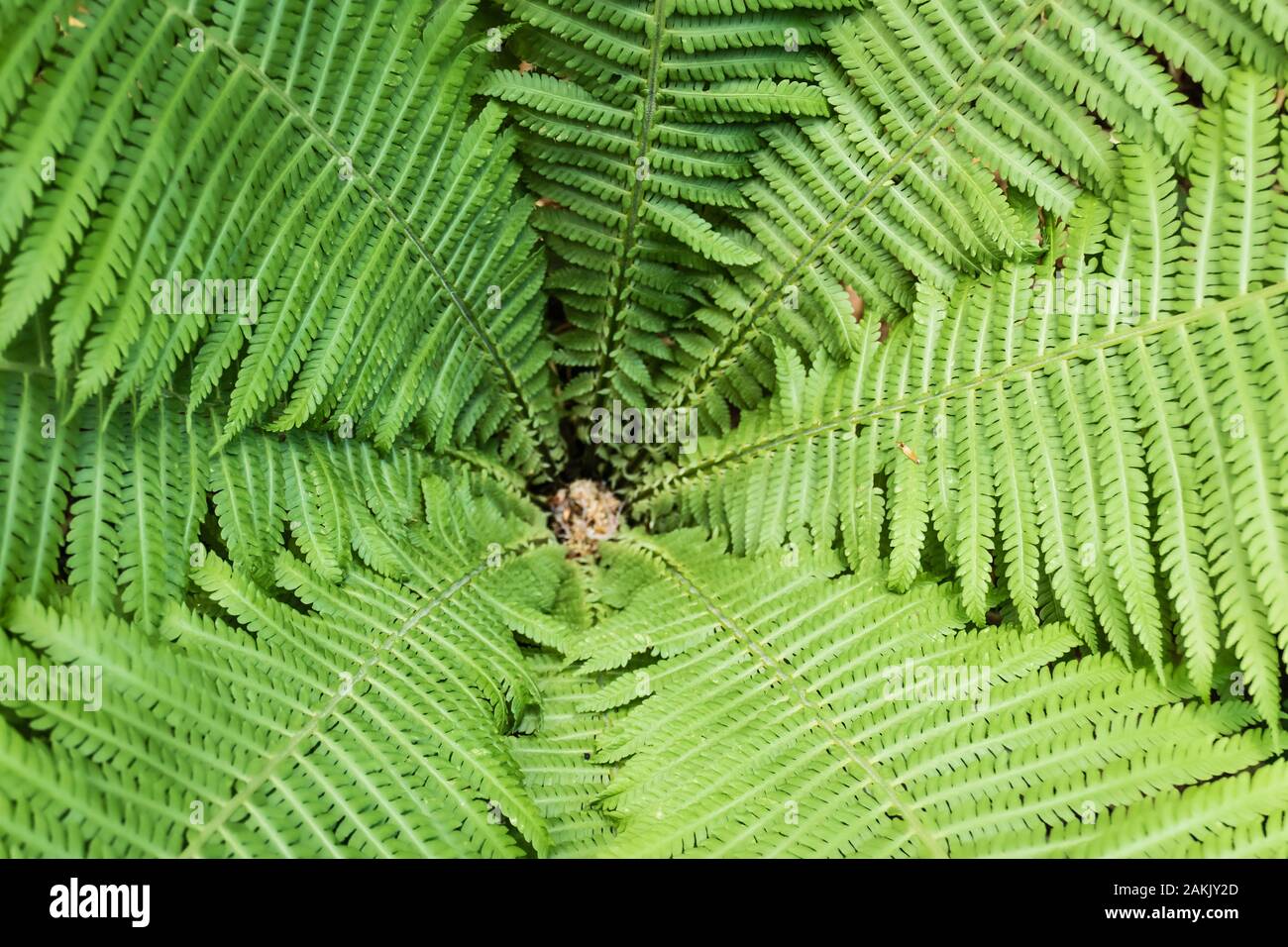 Green meghaphyll leaves or fronds of a large fern bush seen from above ...
