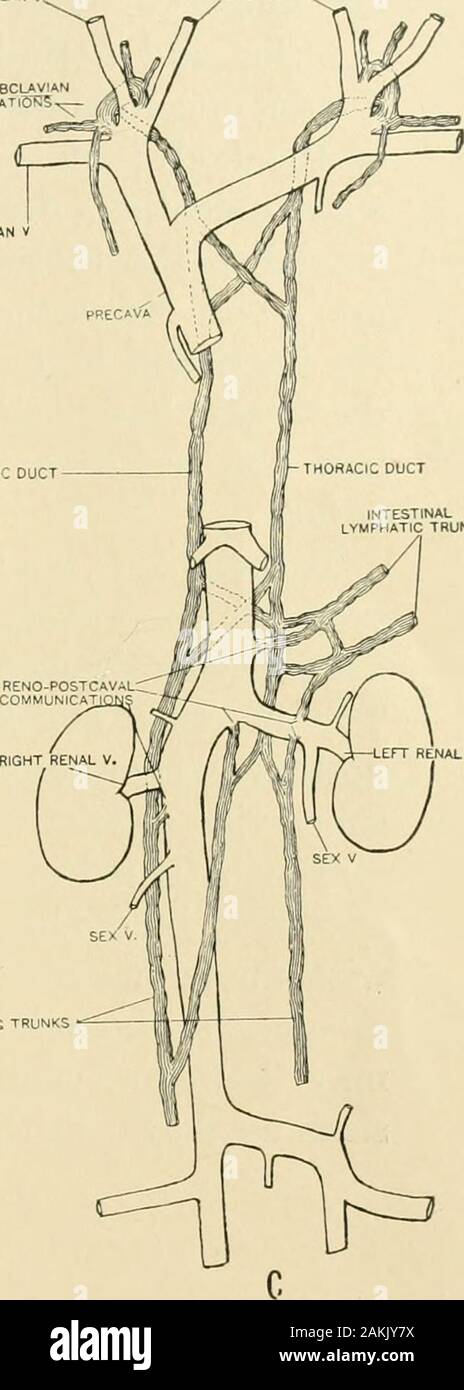 The American journal of anatomy . EXT. JUGULAR V. JUGULAR ...