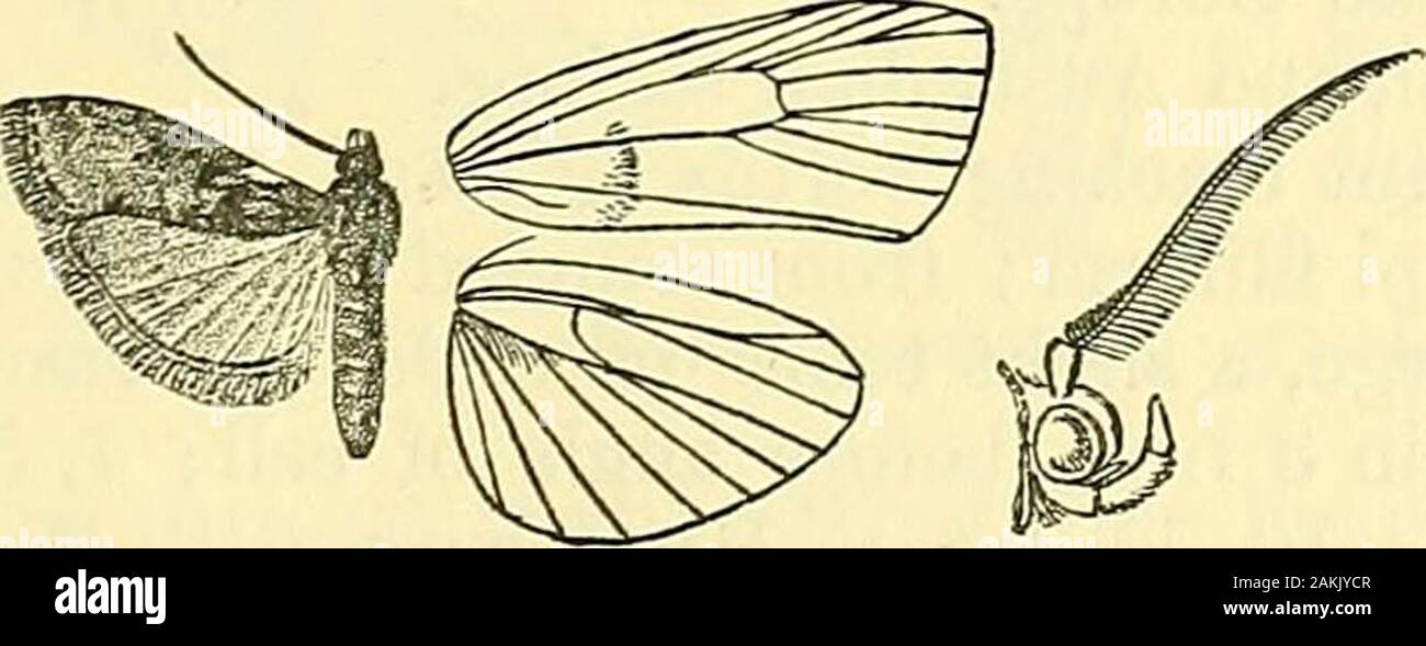Moths . layas. Palpi upturned, the 2nd joint reaching vertex of head ...