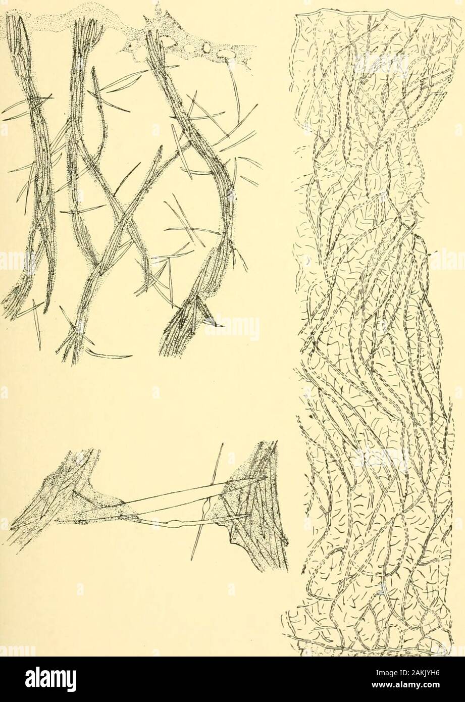 Spongilla aspinosa hi-res stock photography and images - Alamy