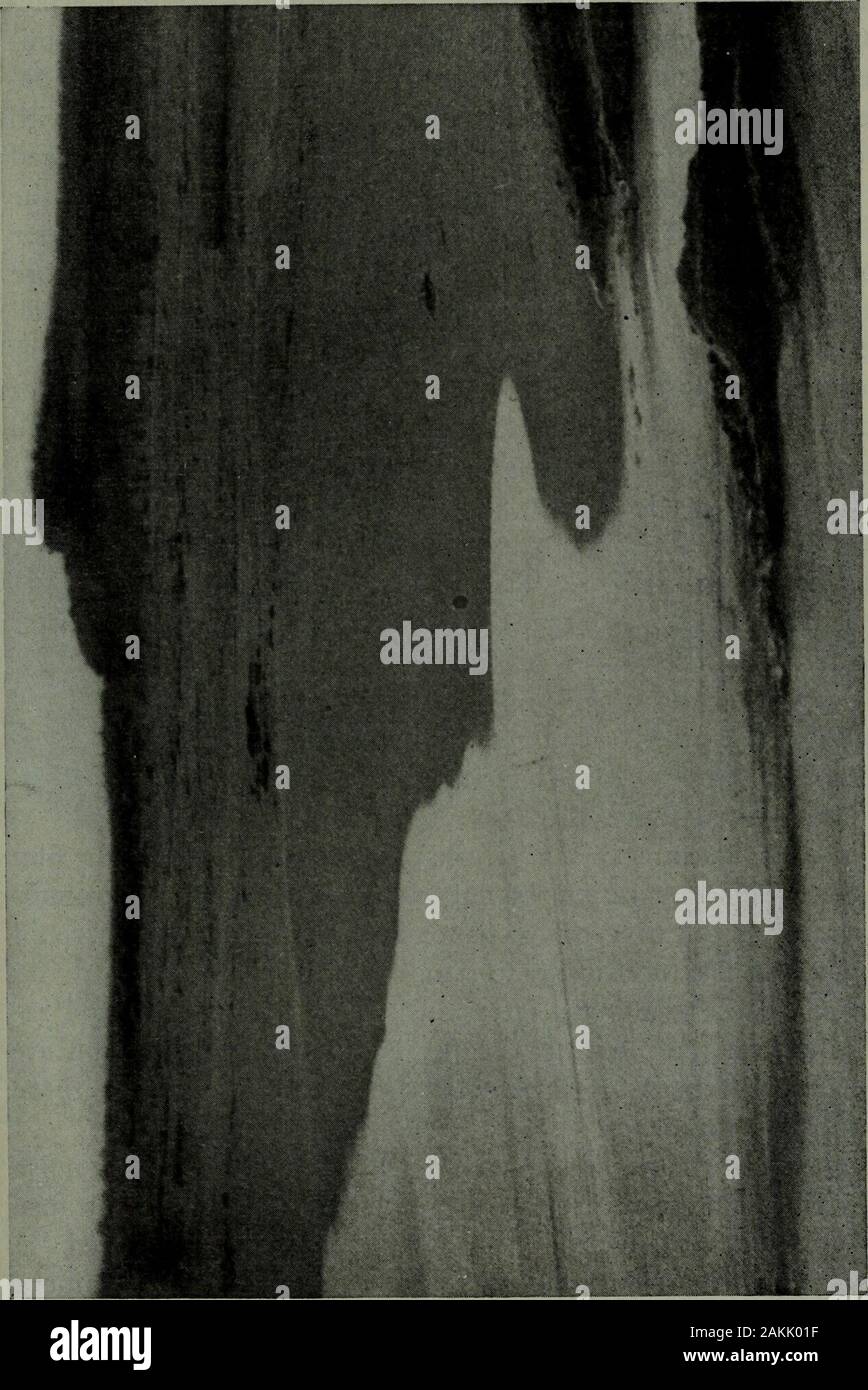 The American annual of photography . conditions. The compound shutter ...