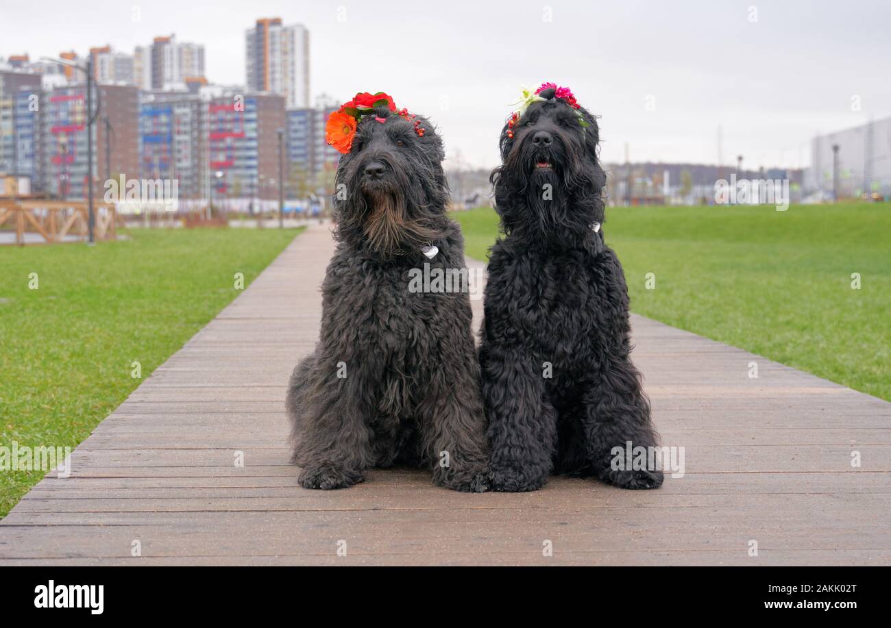 Funny docile animals enjoy warm spring day Stock Photo - Alamy