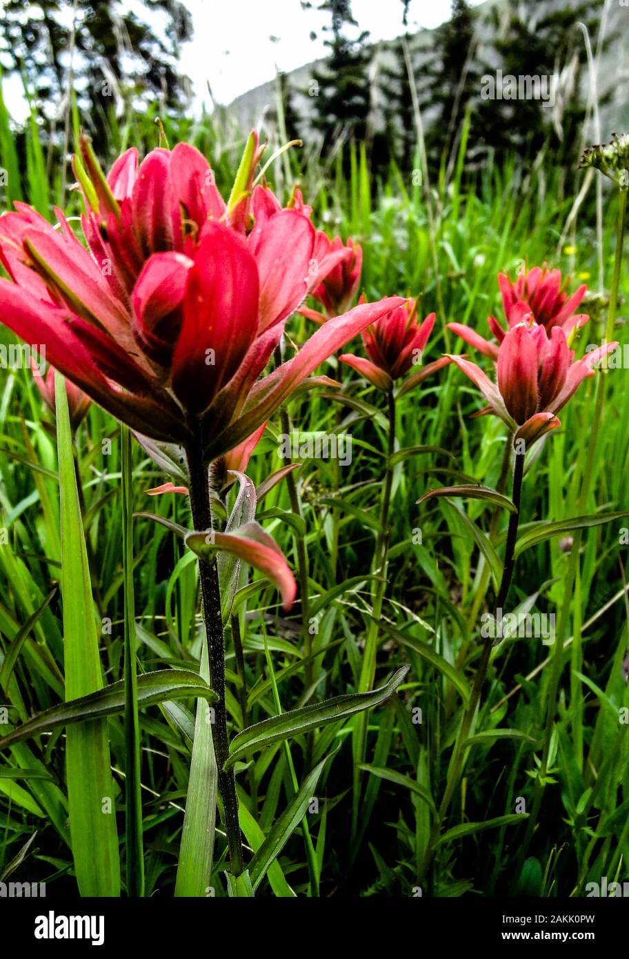 Red flowers field hi-res stock photography and images - Alamy