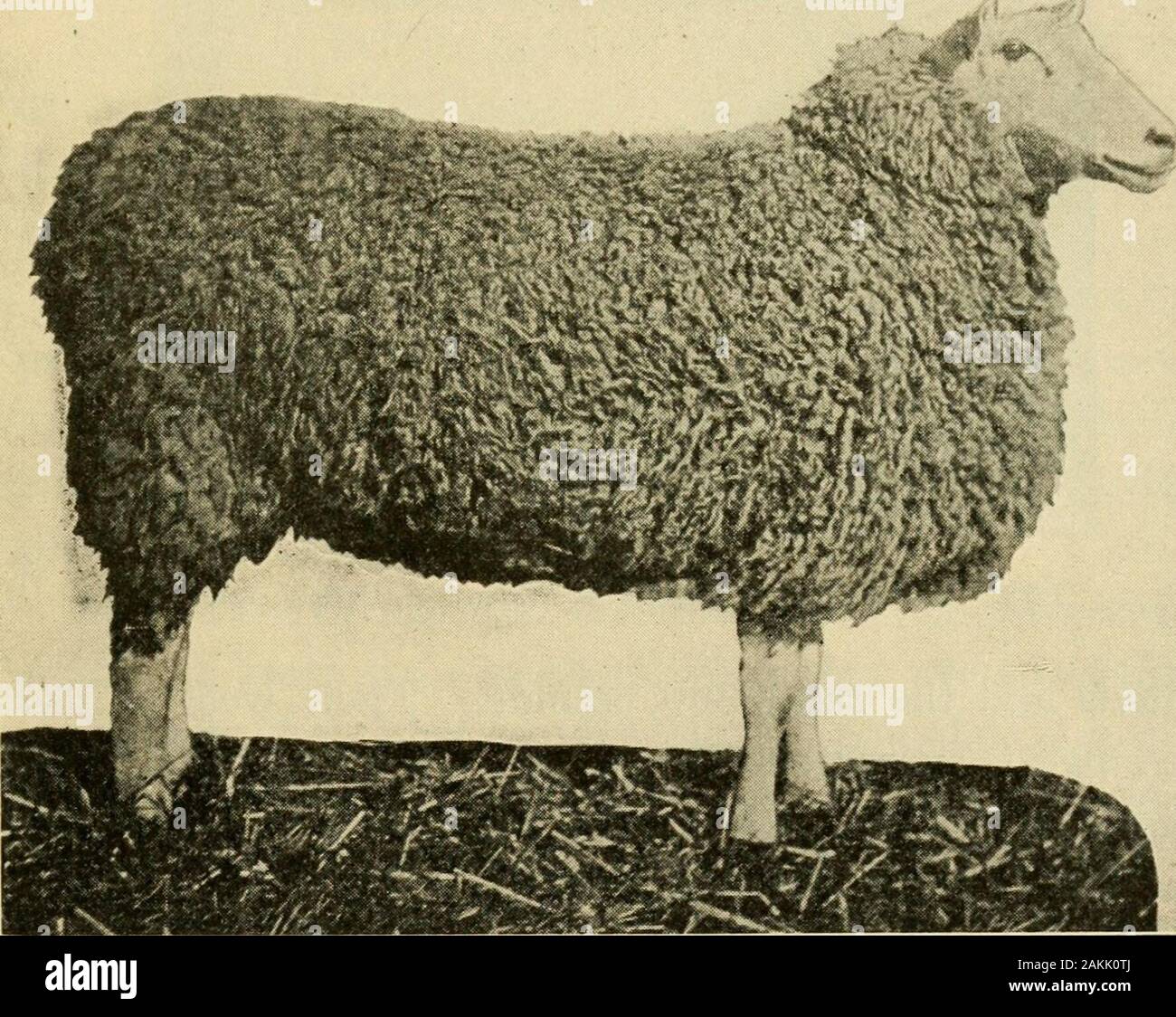 Dorset horn sheep hi-res stock photography and images - Alamy