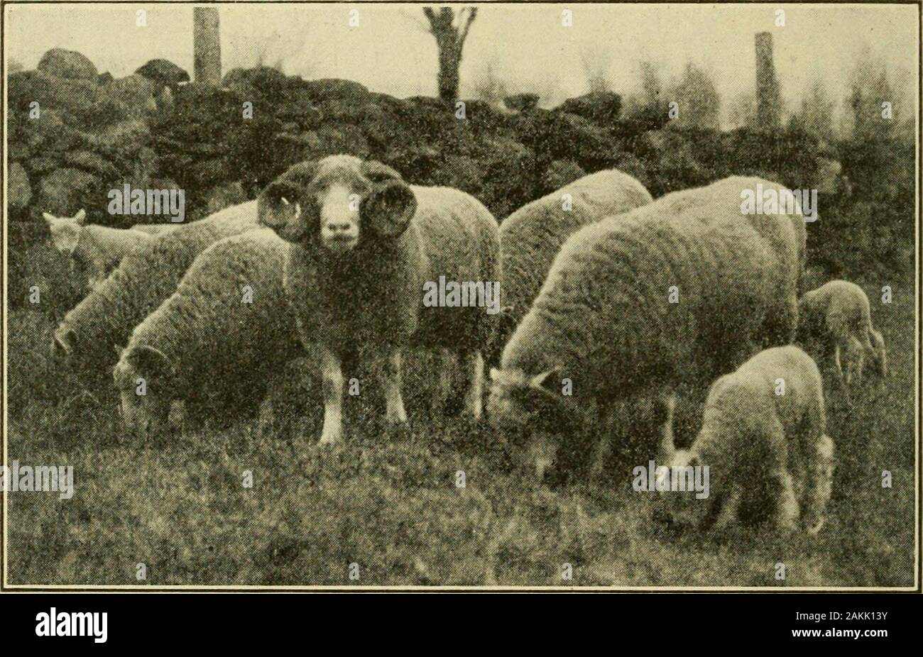 Hardy breeds of sheep hi-res stock photography and images - Alamy