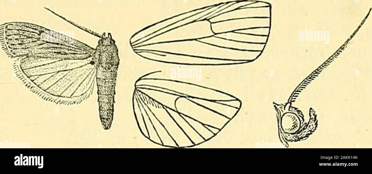 Filiform section hi-res stock photography and images - Alamy