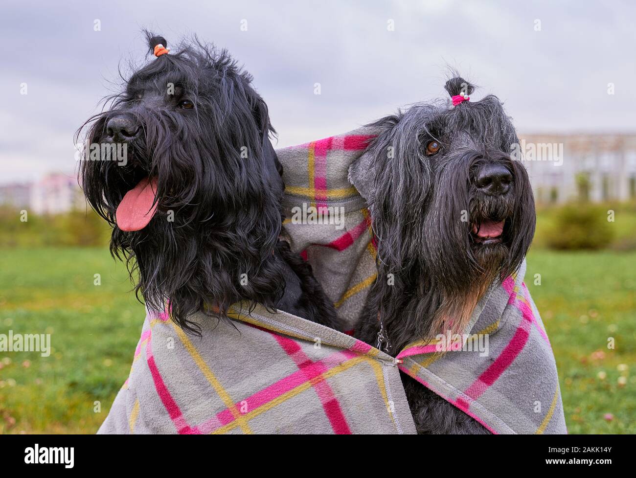 Massive breed of dog hi-res stock photography and images - Alamy