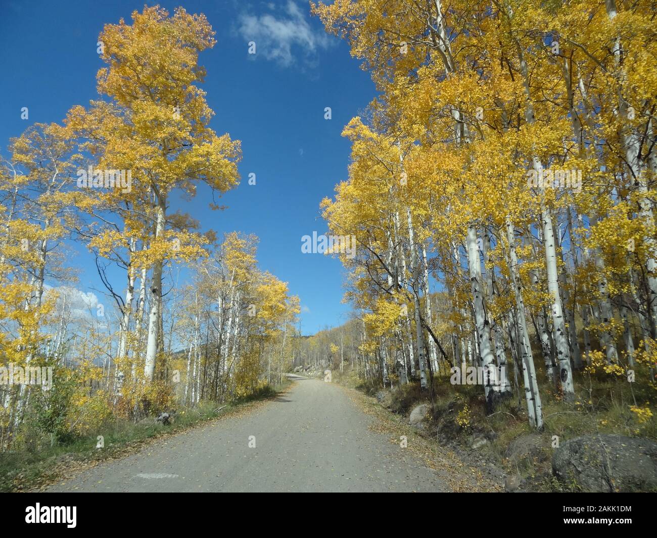 Aspen trees along mountain hi-res stock photography and images - Alamy