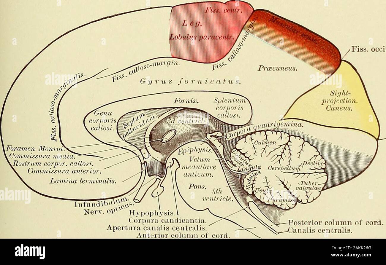 A manual of modern surgery : an exposition of the accepted doctrines ...