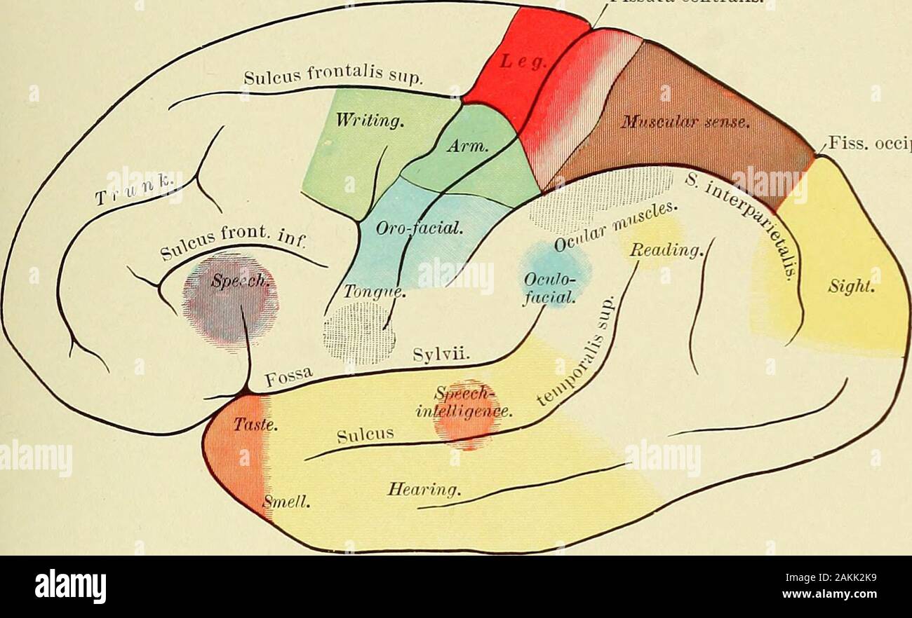Fissure of rolando hi-res stock photography and images - Alamy