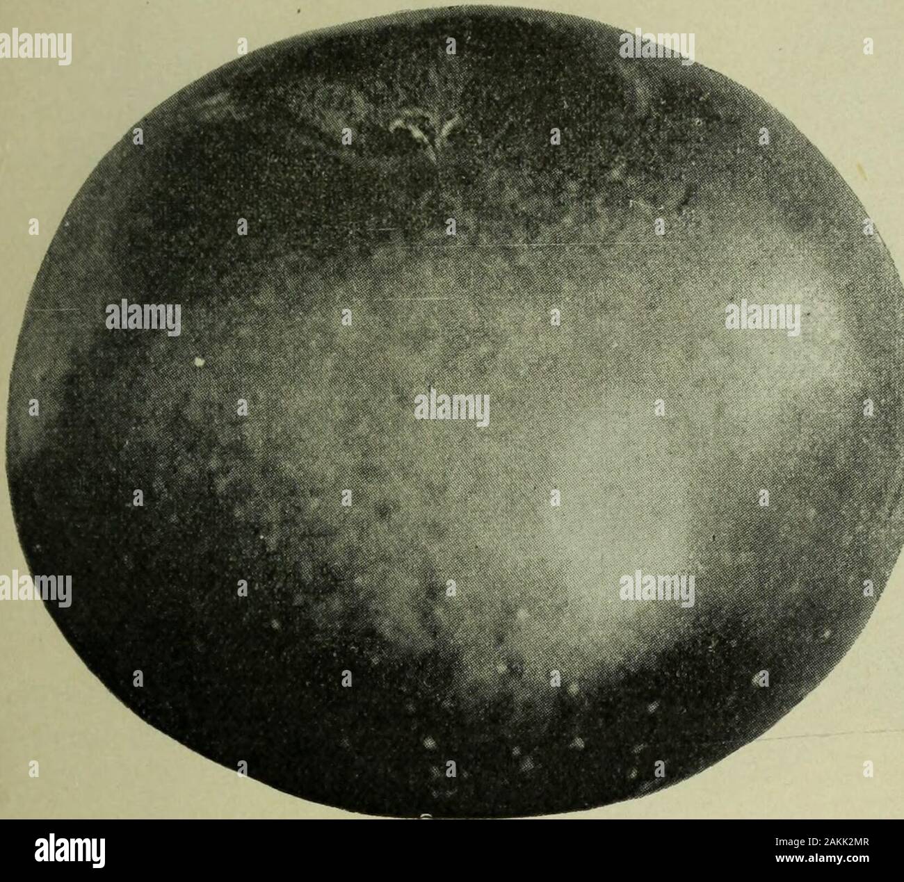 Russet scab hi-res stock photography and images - Alamy