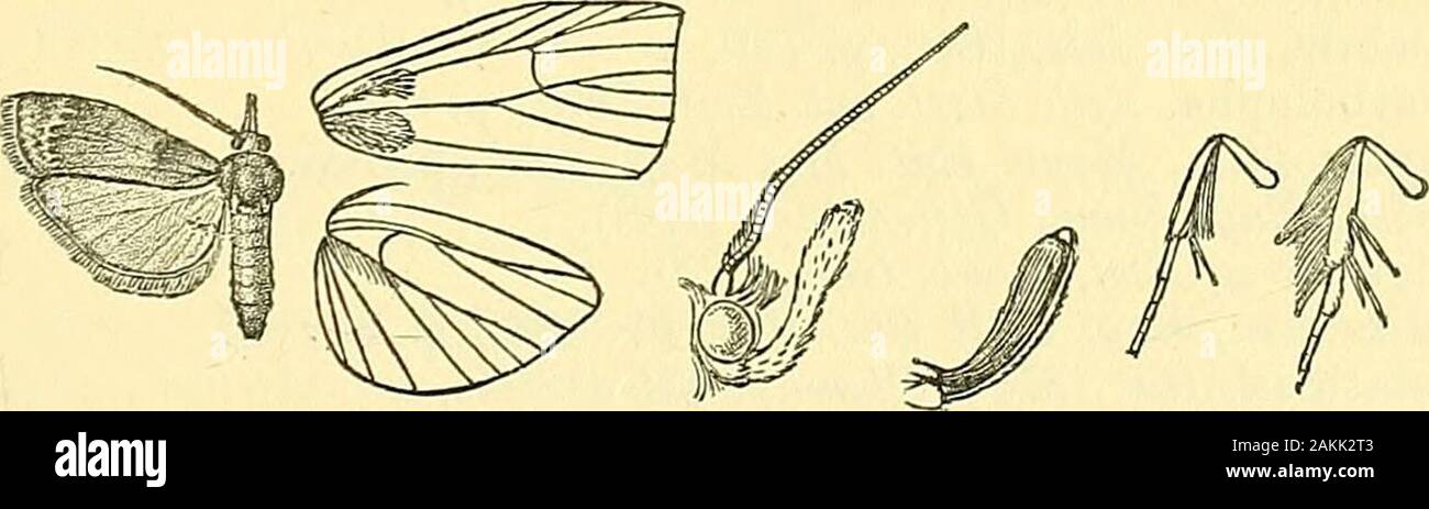 Moths . inner areaand tufts of raised scales on the antemedial line ...