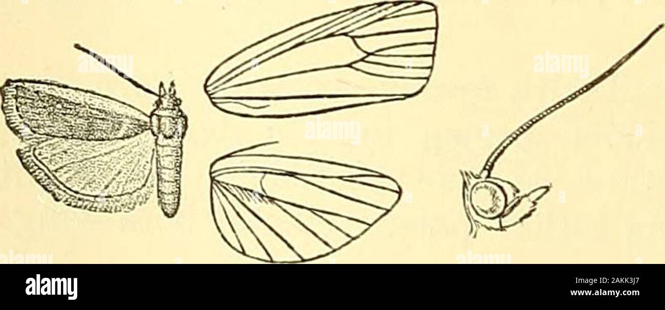 Moths . im. 4339. Ancylosis ? lucida, no. 4572. Wart: P. Z. S. 1888, p ...