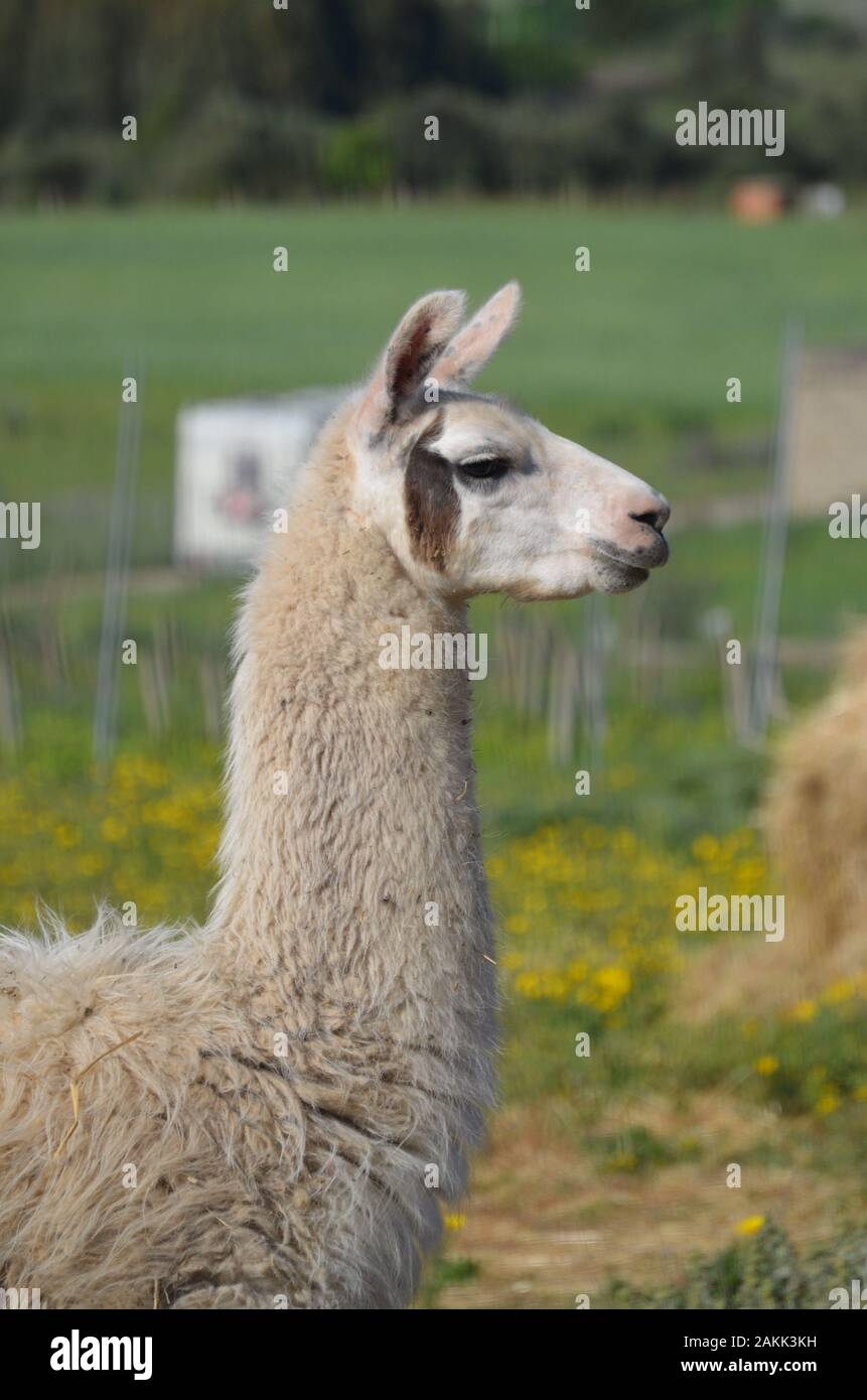 Llama lama in the zoo outdoors Stock Photo - Alamy