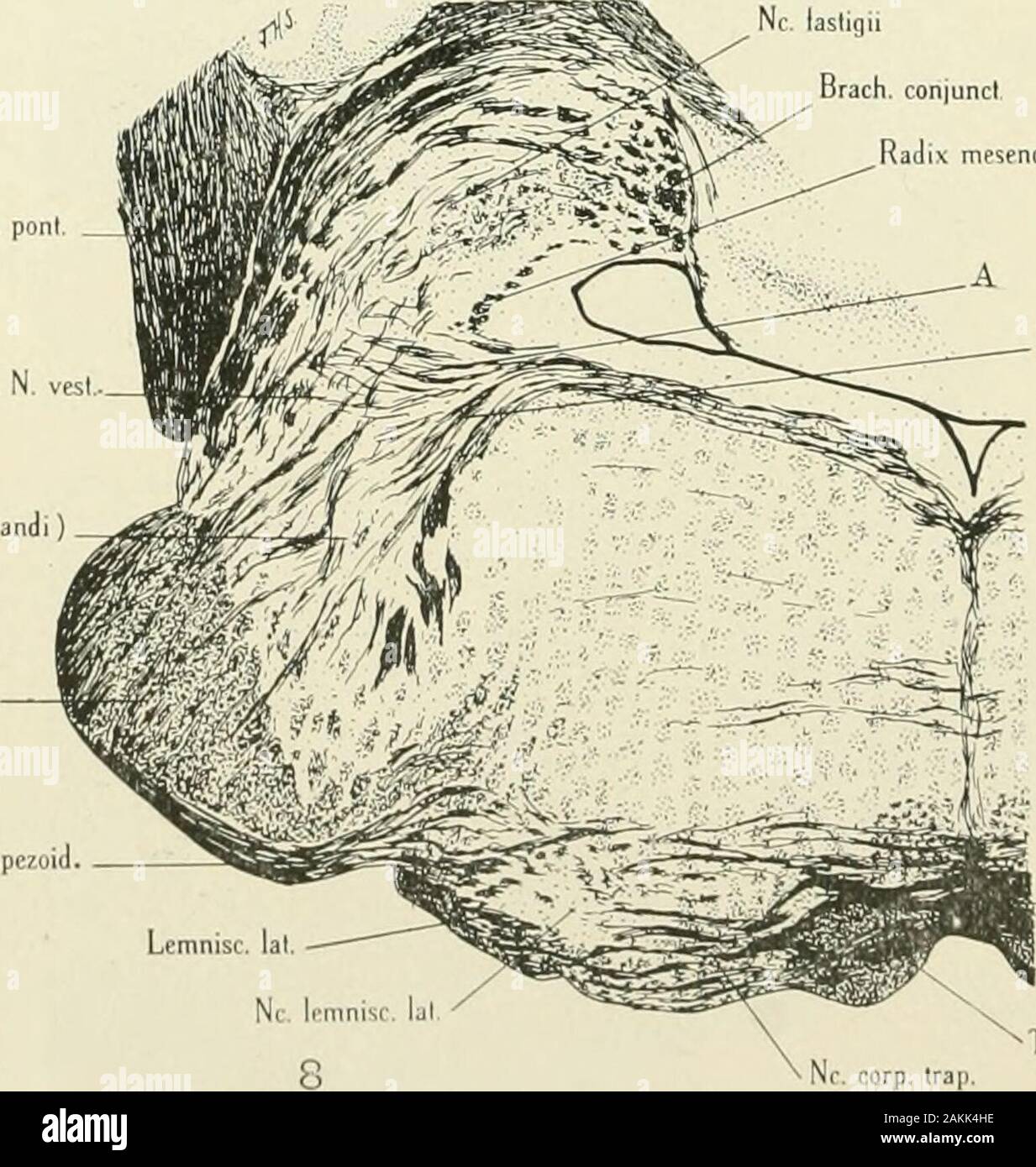 Trapezoideum hi-res stock photography and images - Alamy
