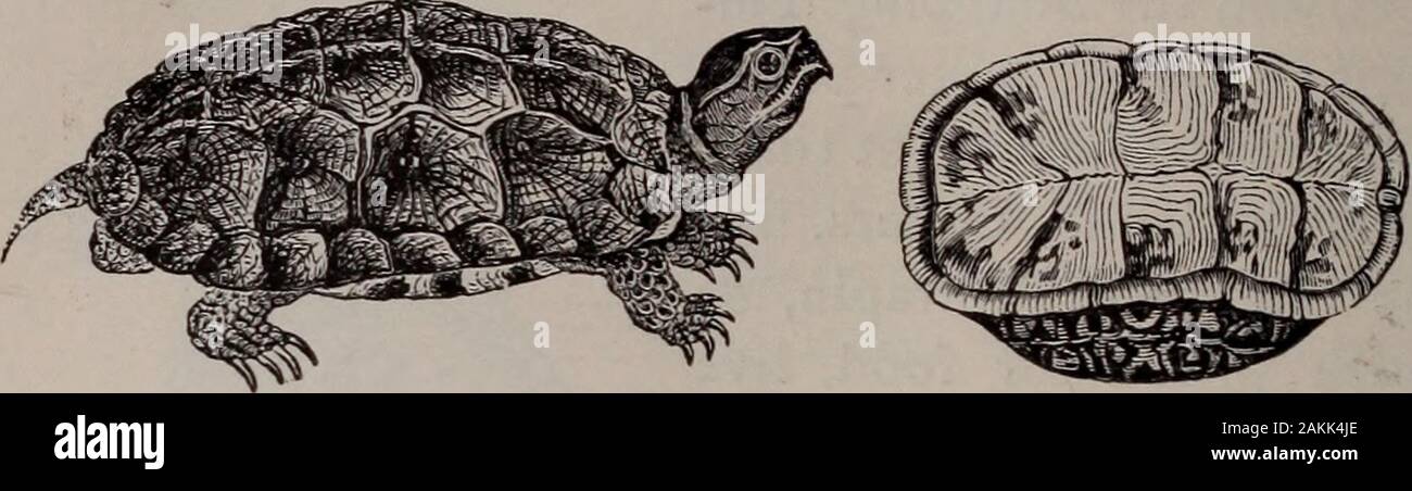 Snapping turtle nose hi-res stock photography and images - Alamy