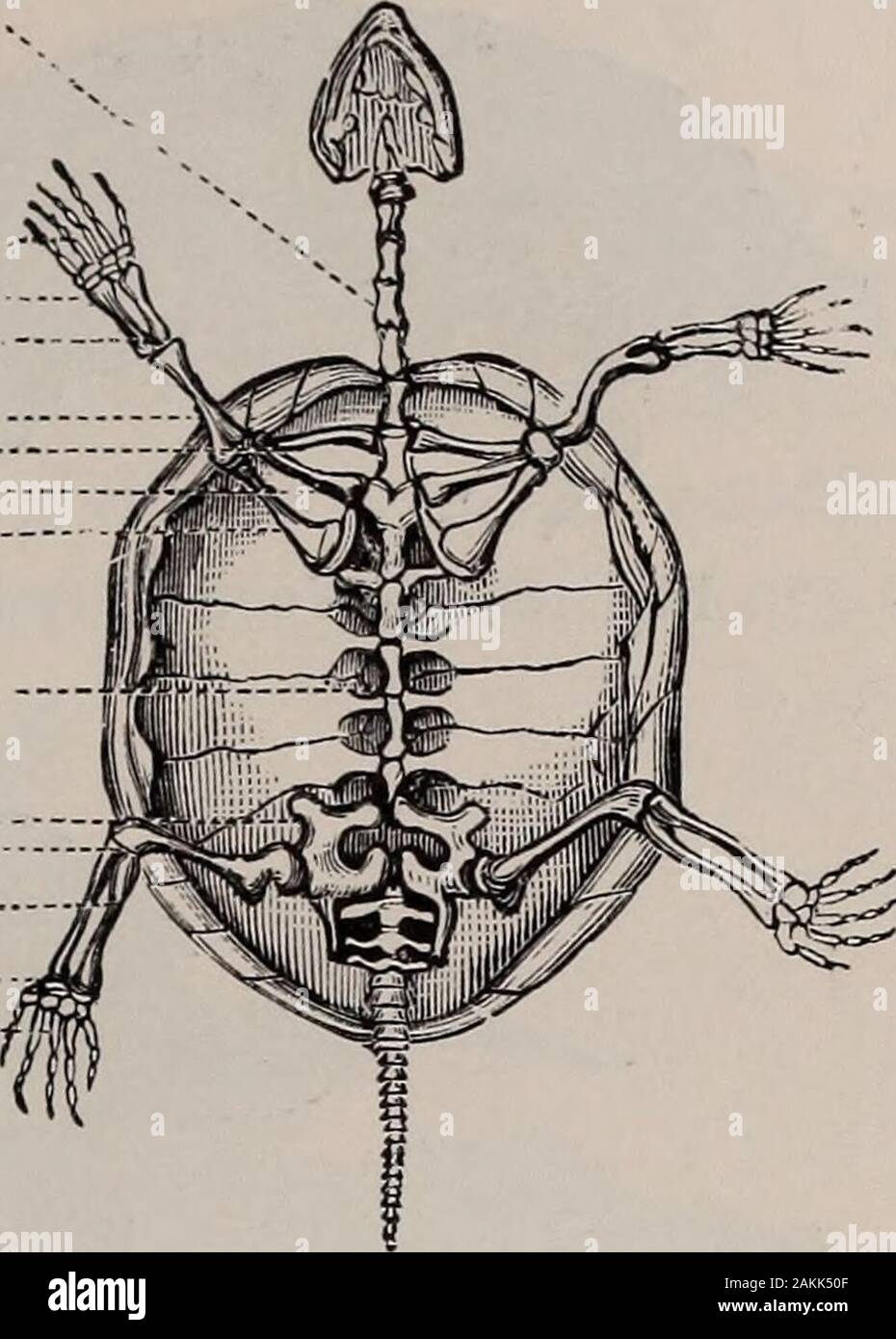 Natural history of animals; . Fig. 167.— Puffin. REPTILES. Reptiles are ...