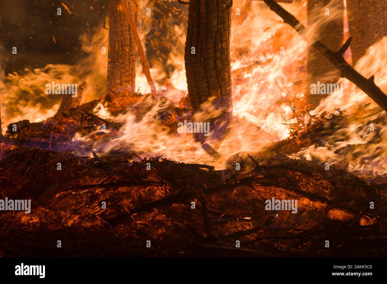 Trees destroyed by the force of the devastating fire Stock Photo - Alamy