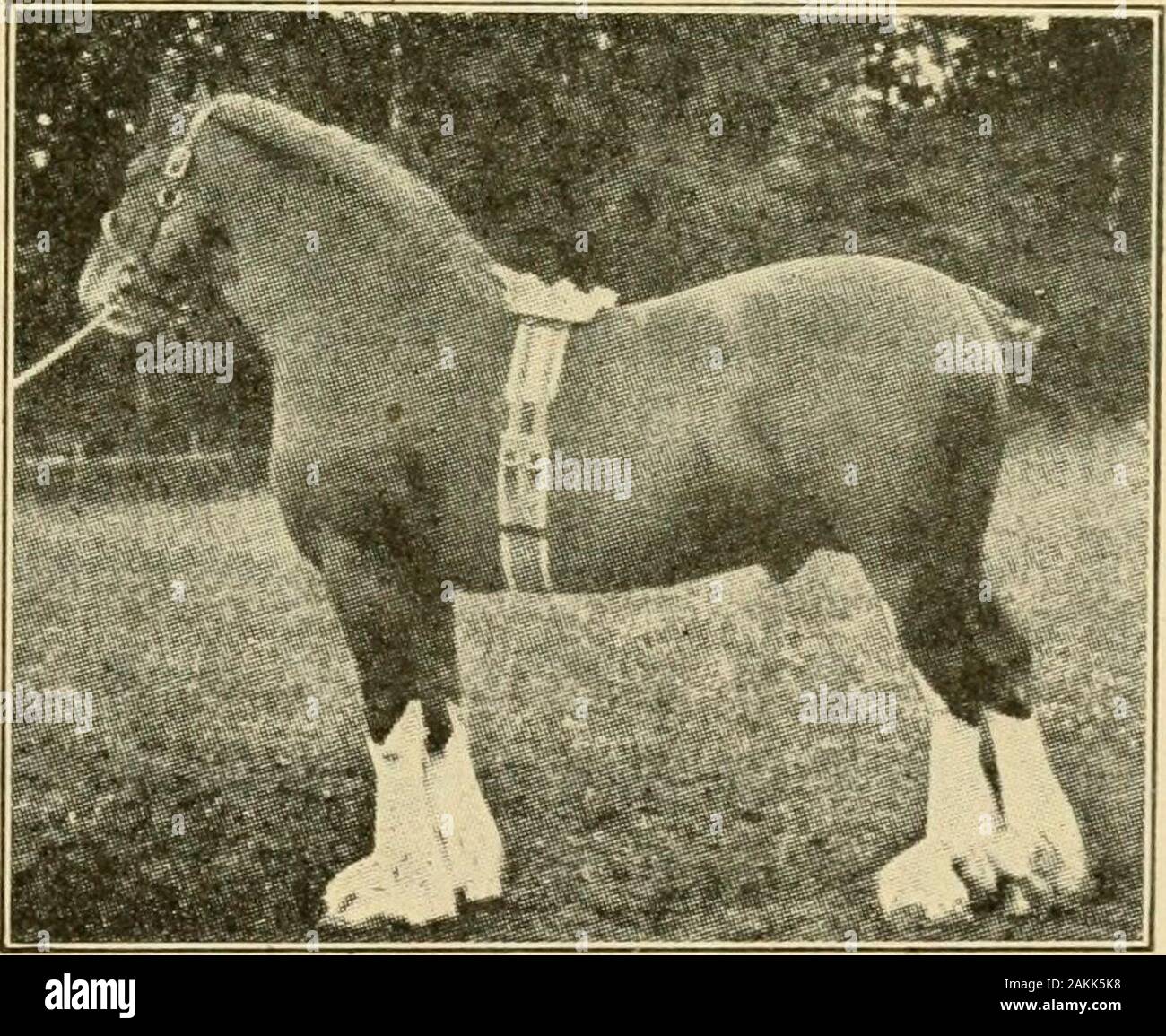 Percheron horses france hi-res stock photography and images - Alamy