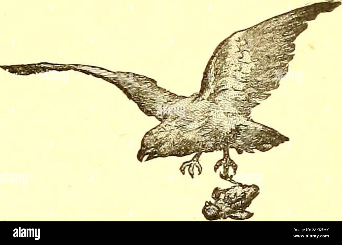 Bat hawks hi-res stock photography and images - Alamy