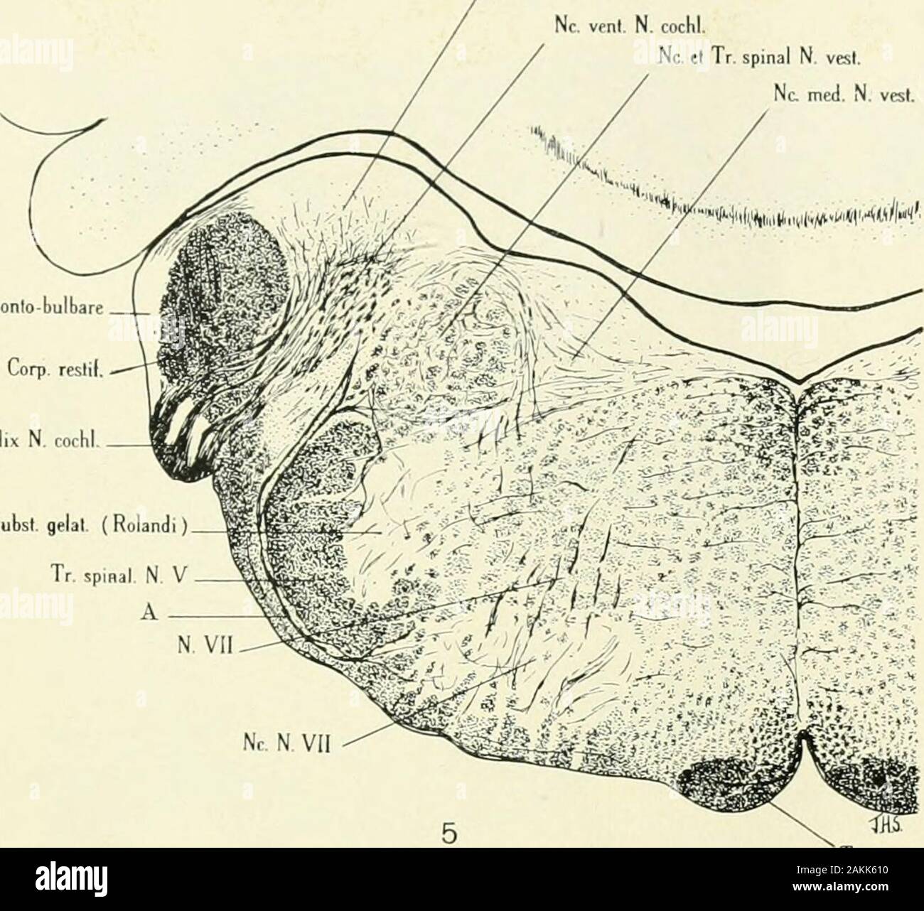Tibular hi-res stock photography and images - Alamy