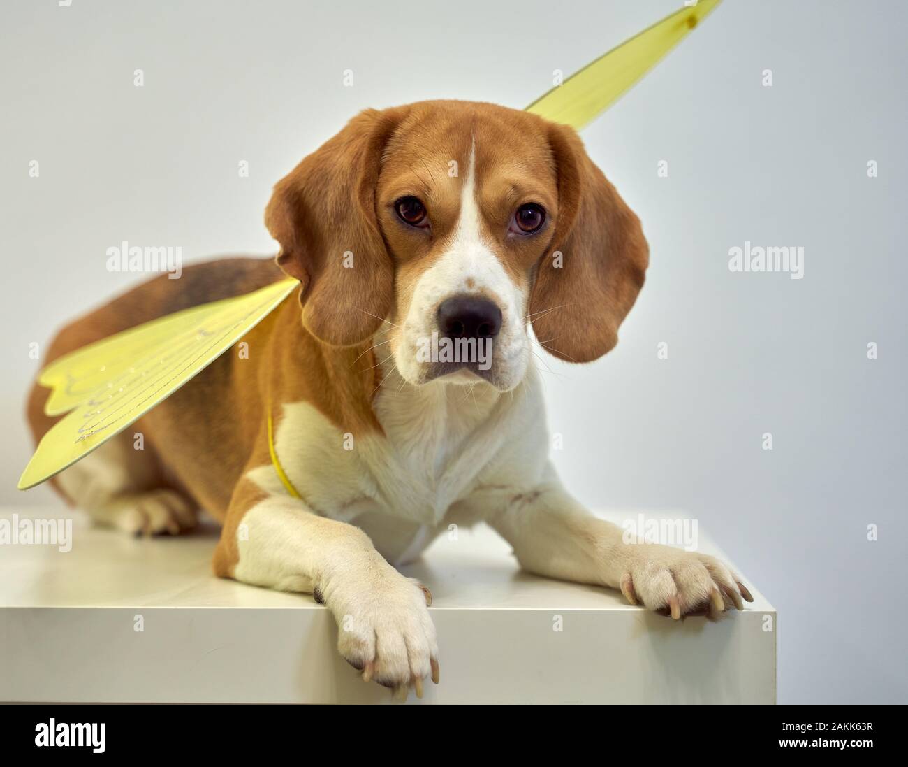Ginger colored Beagle wears butterfly wing spring Stock Photo - Alamy