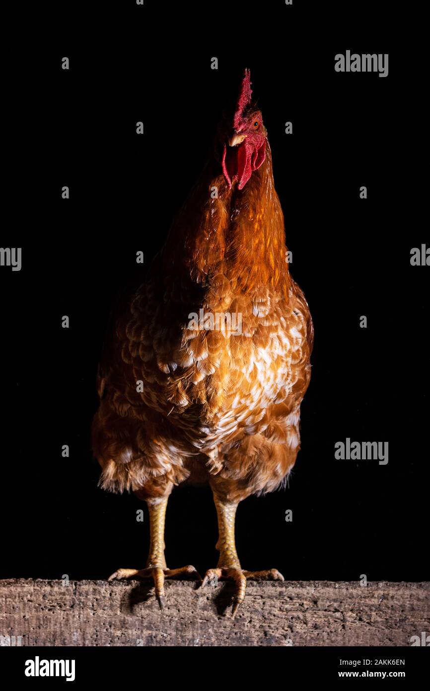 red rooster on a perch on a black background Stock Photo - Alamy