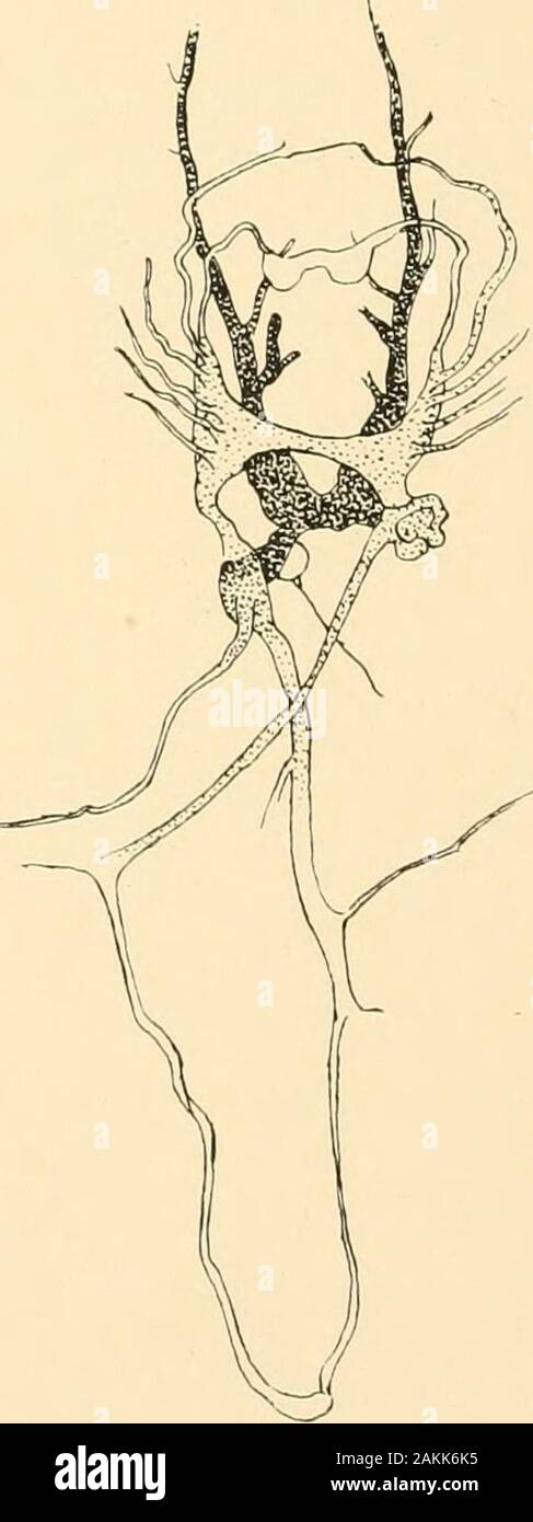 Tanganyicense hi-res stock photography and images - Alamy