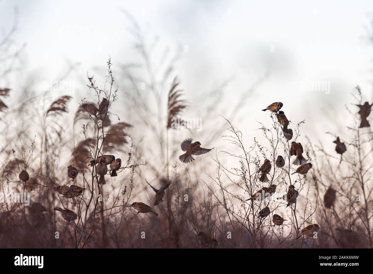 Eat seeds hi-res stock photography and images - Alamy