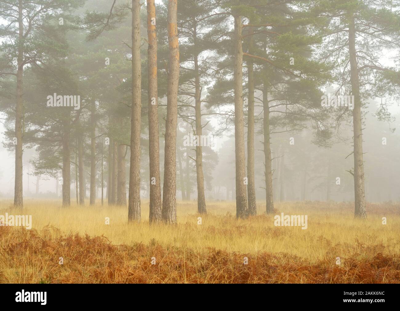 Misty trees on Ashdown forest Stock Photo - Alamy