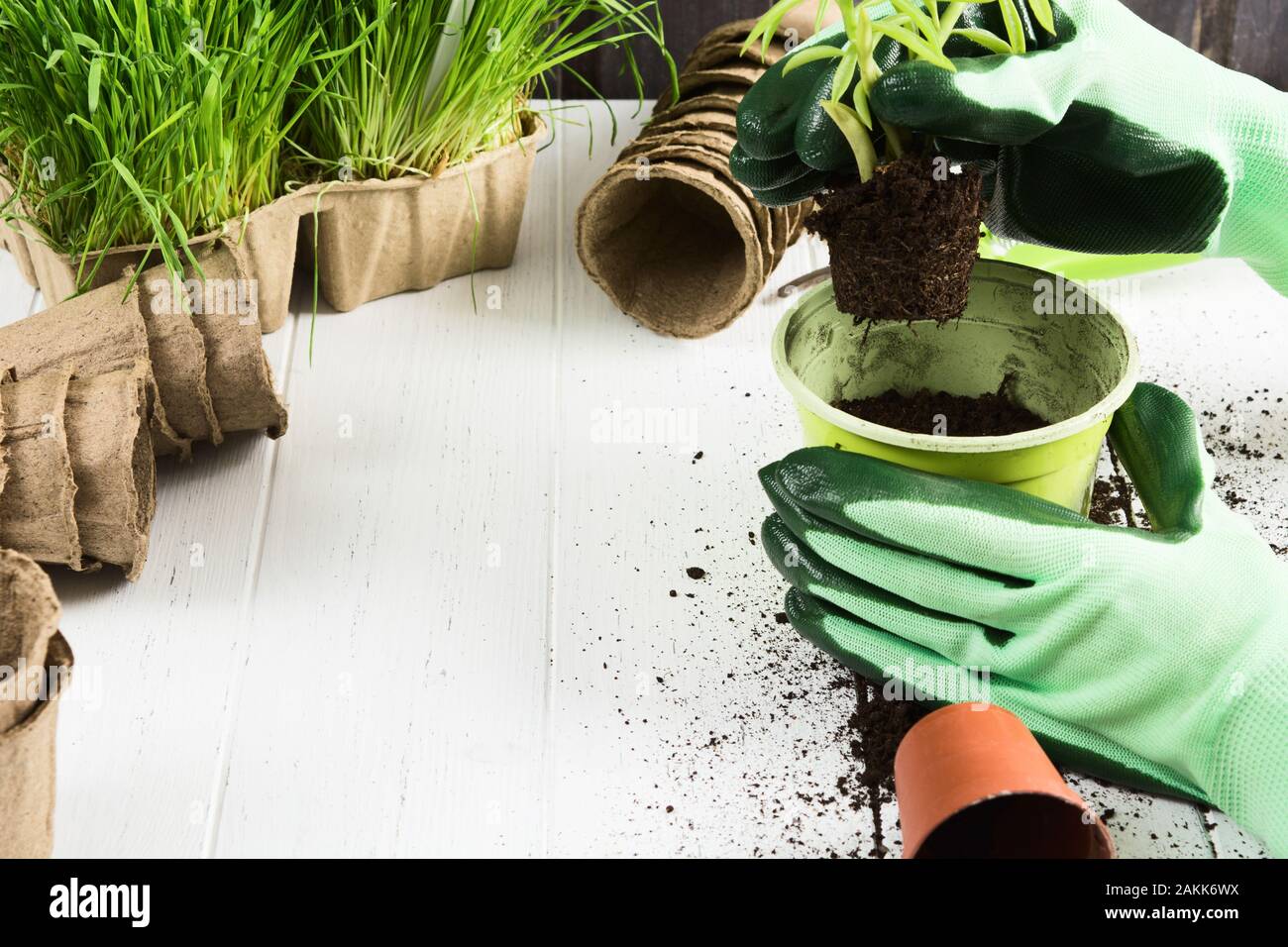 Two hands in green gloves take plant from plastic pot over white wooden ...