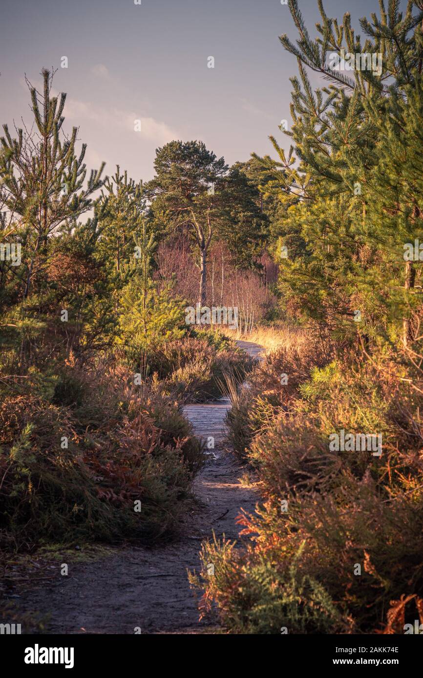 Thursley Nature Reserve Stock Photo - Alamy