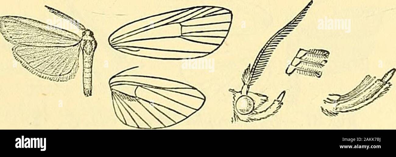 Uniseriate hi-res stock photography and images - Alamy