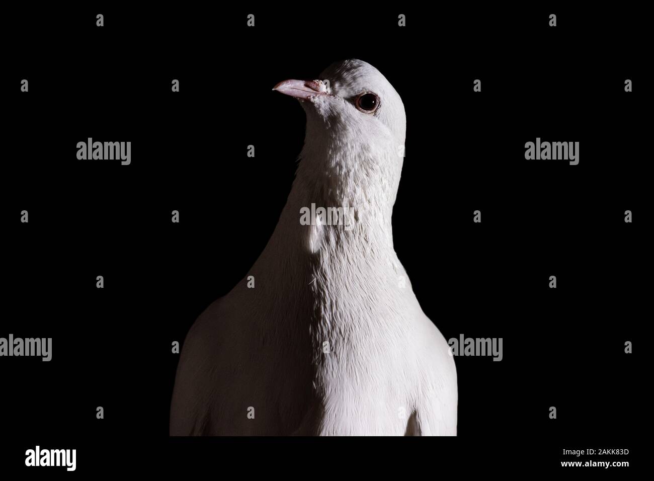 white dove closeup in the darkness looking at the camera Stock Photo ...