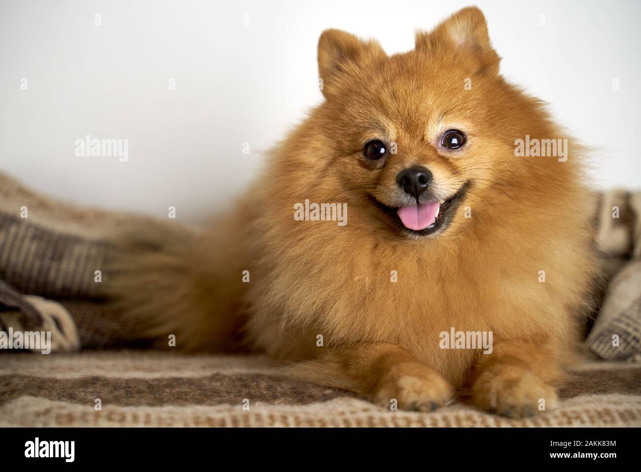 German Spitz turns head on side smiles laughs Stock Photo - Alamy