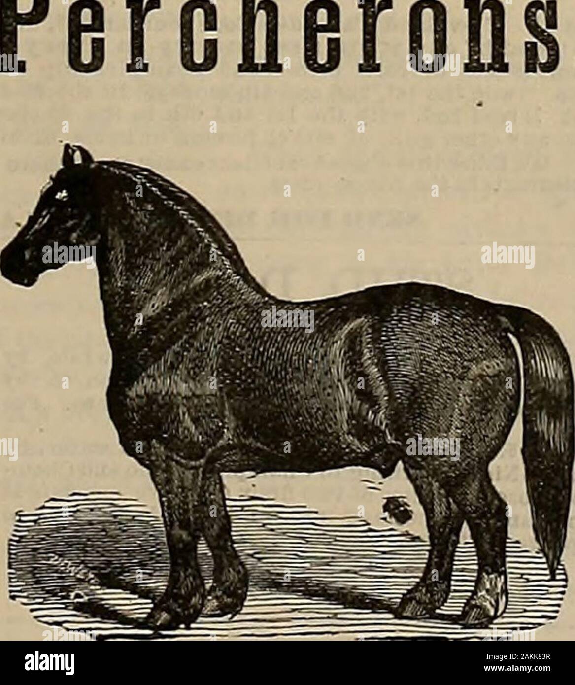 Percheron horses france hi-res stock photography and images - Alamy