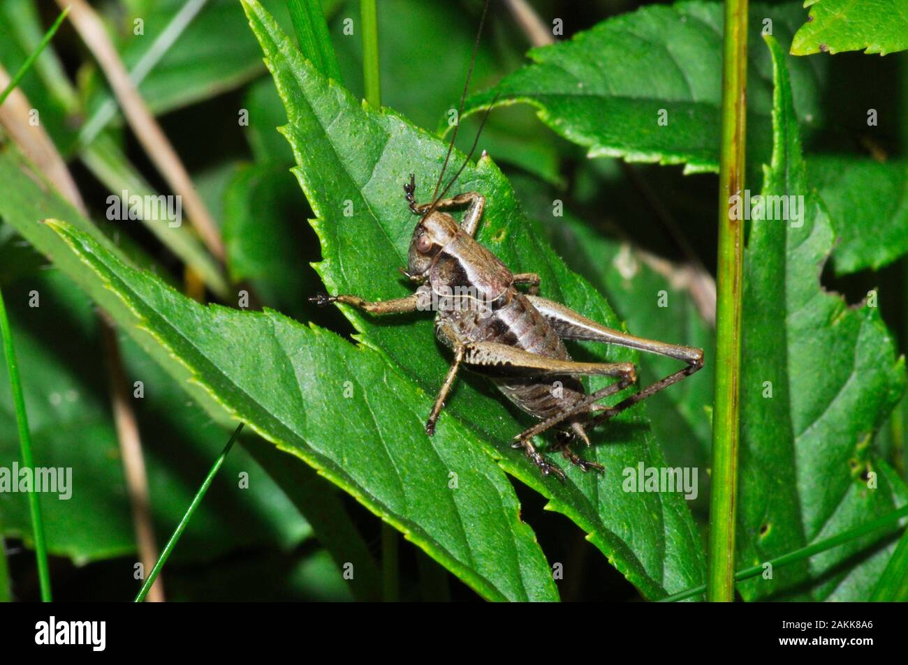 Dark bush-cricket "Pholidoptera griseoaptera", insect,cricket,Morgans ...