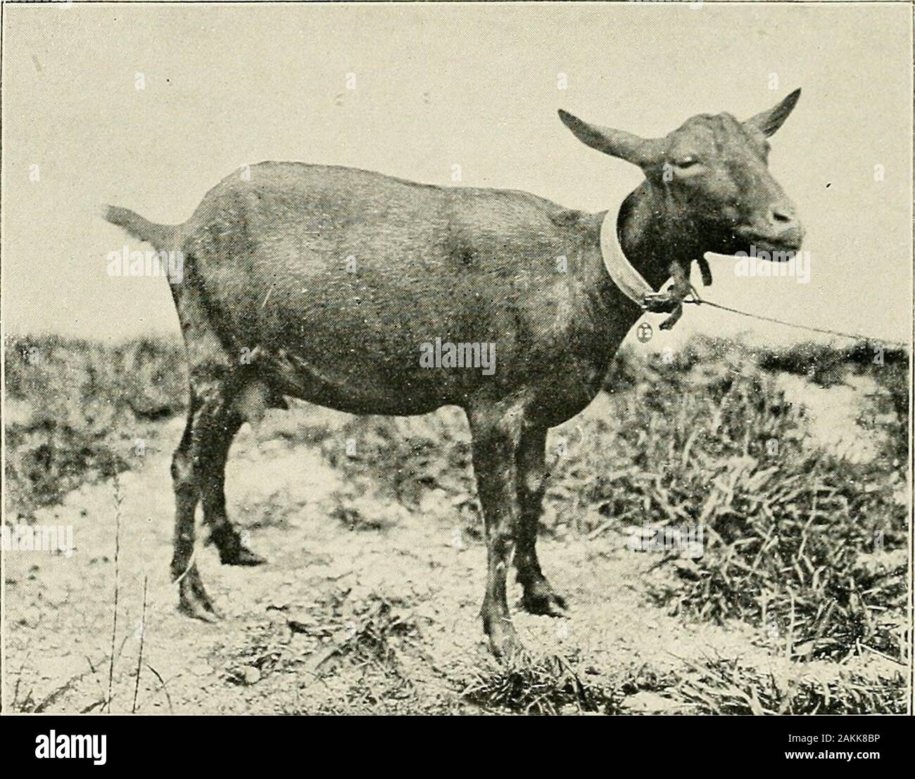 Bulletin de la Société nationale d'acclimatation de France . FiG. 3 ...