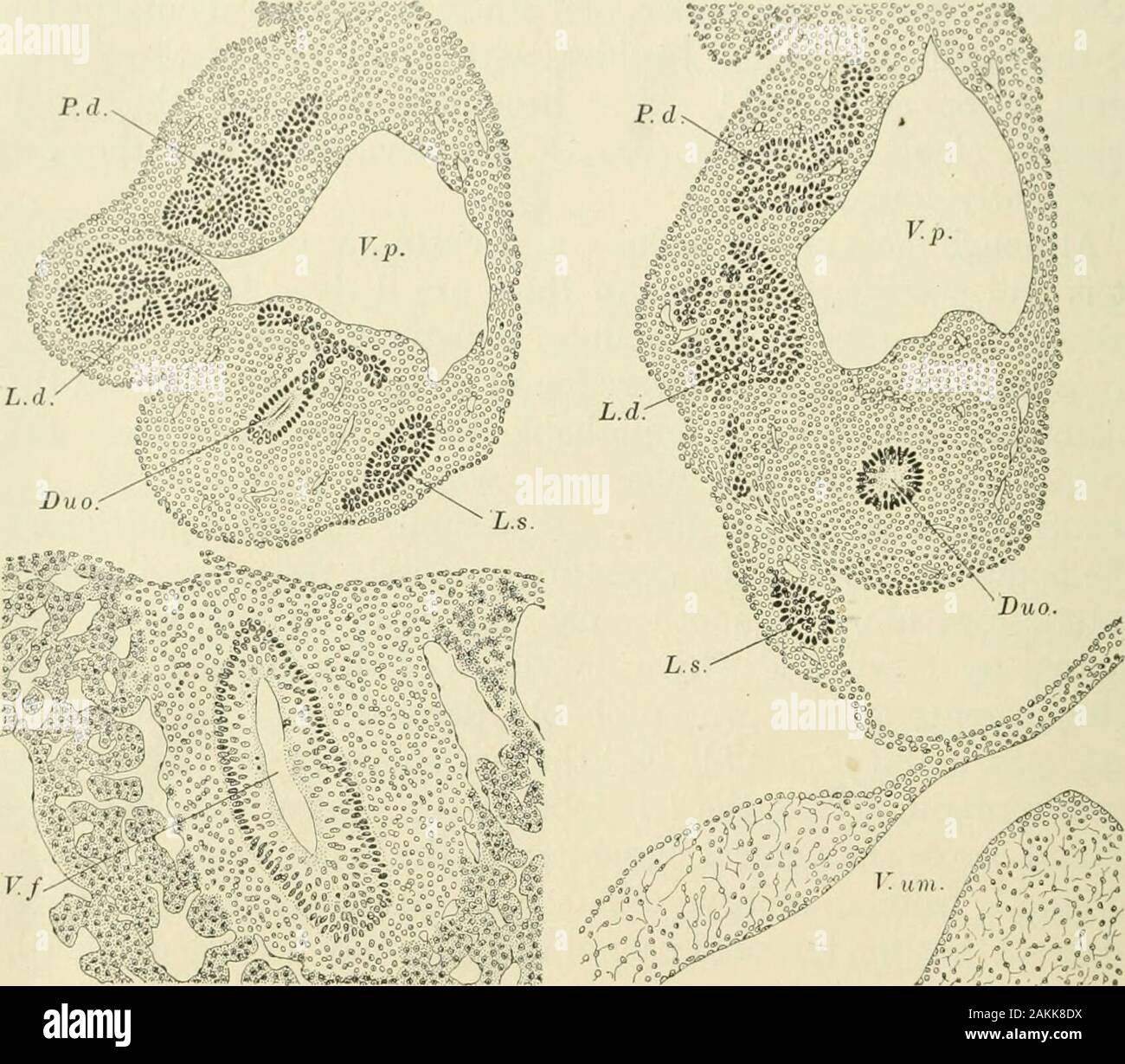 Common bile ducts hi-res stock photography and images - Alamy