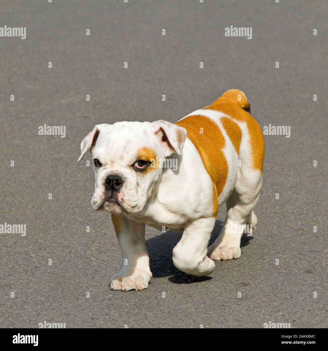 Young English bulldog puppy talking a walk on street Stock Photo - Alamy