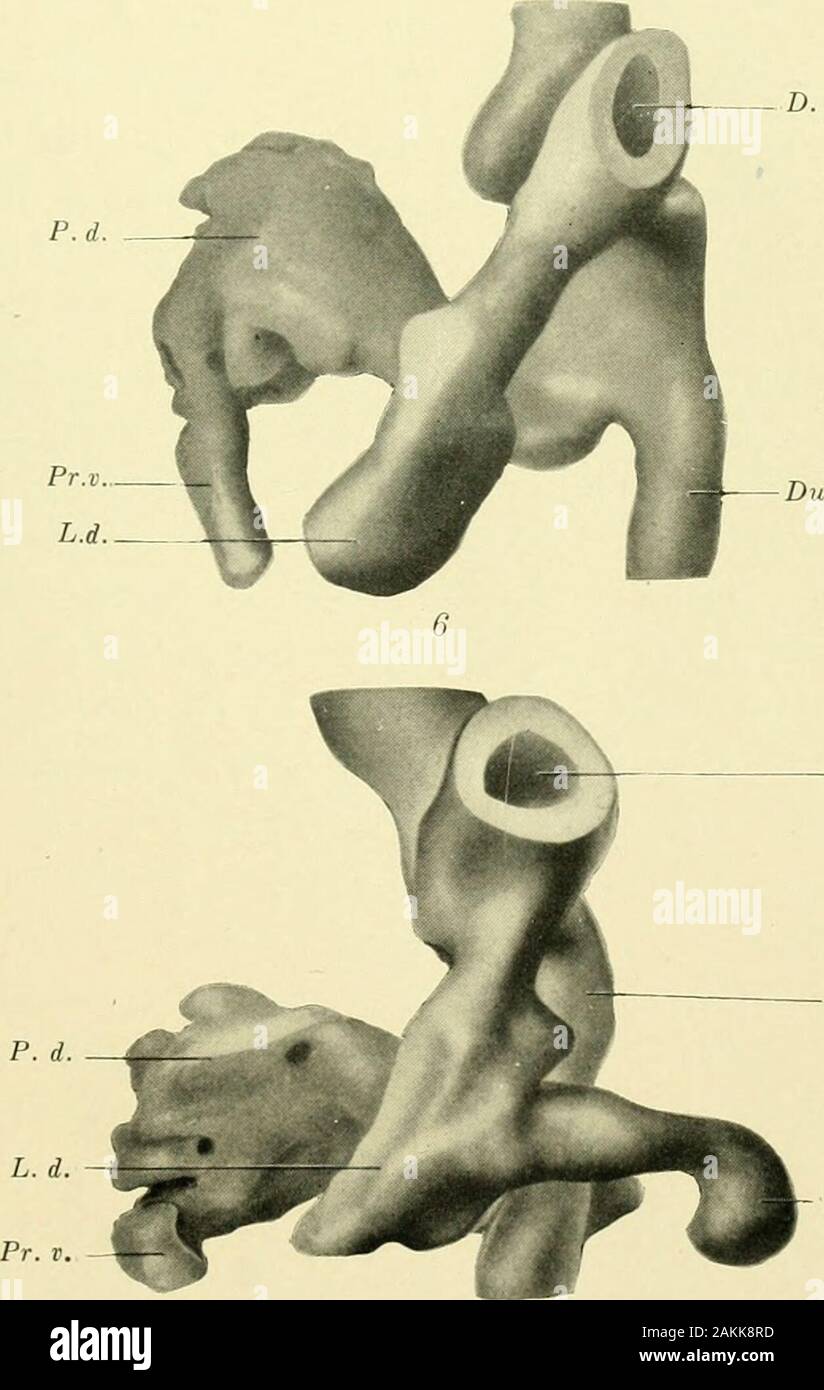 The American journal of anatomy . D.ch. L.s. Int. D. ch. Duo. D. ch ...