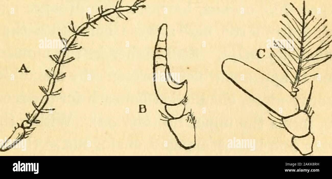 Four winged insects hi-res stock photography and images - Alamy