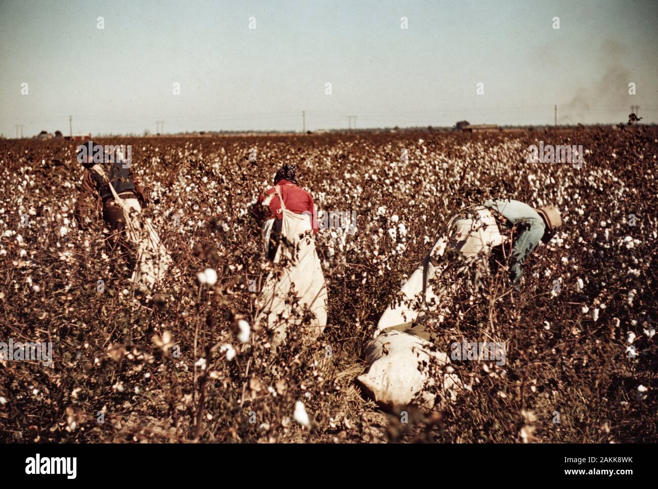 Children cotton field hi-res stock photography and images - Alamy